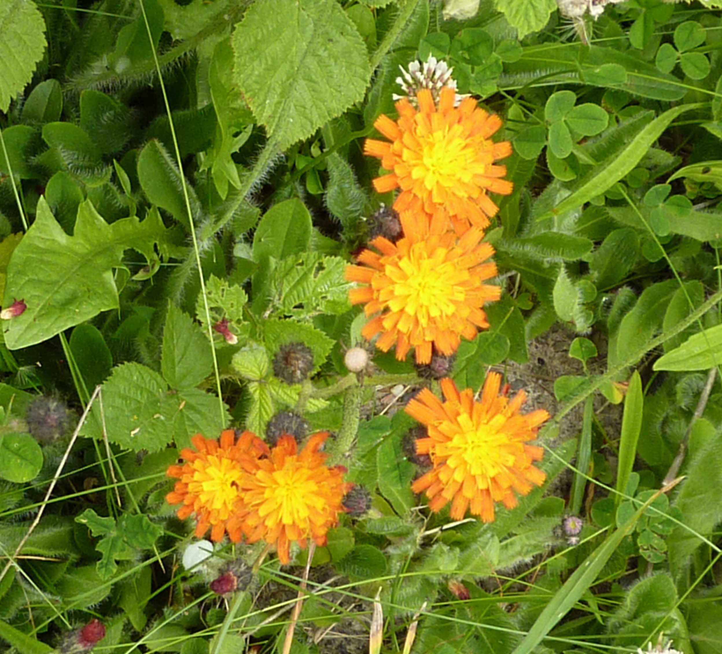 Victor Thomas Coughtrey - orange hawkweed
