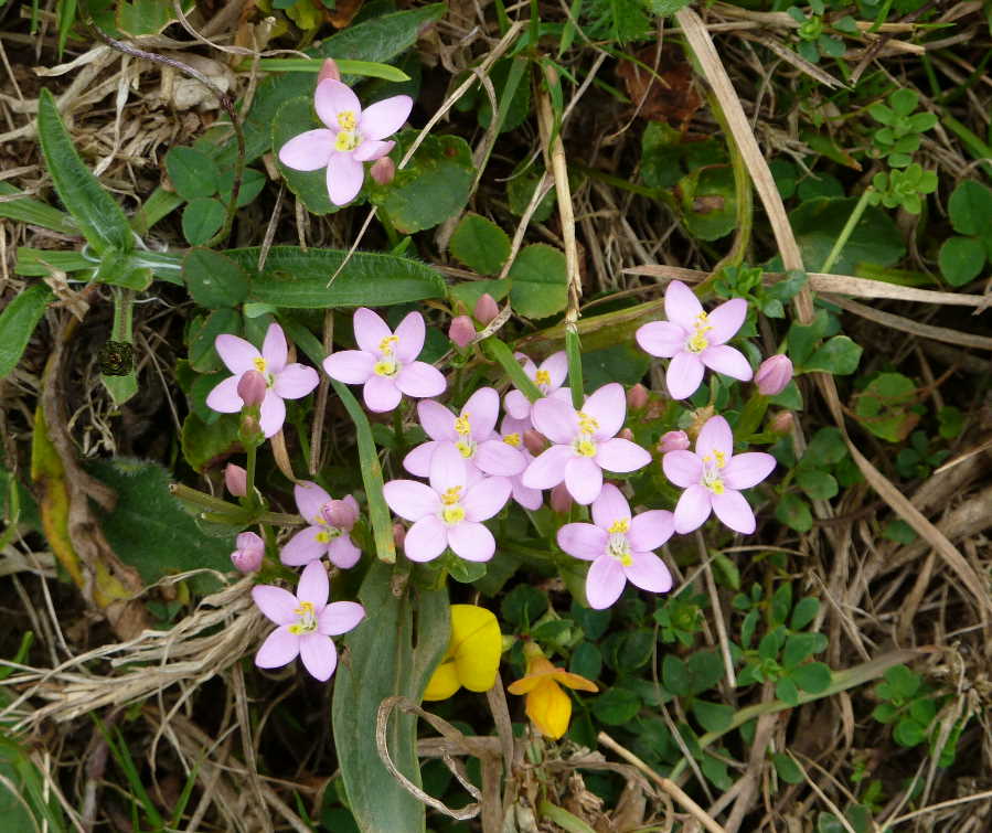 Victor Thomas Coughtrey - Common centaury